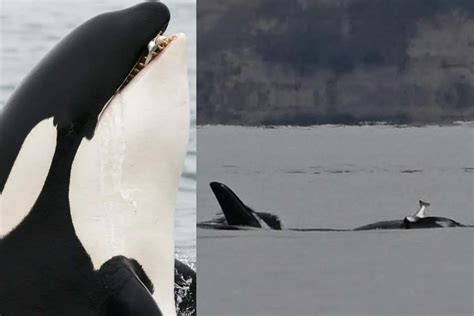 کلاهی از ماهی‌های مرده؛ مد جدید نهنگ‌های قاتلعکس