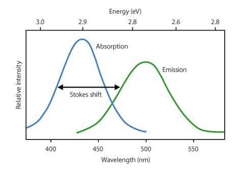 Fluorescence Microscopy Explained A Beginners Guide Keyence America
