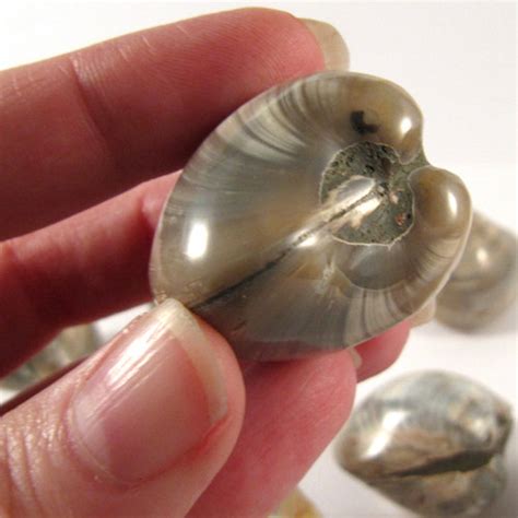 Small Fossil Clam Bivalve 1 One Piece Madagascar Enter The Earth Inc