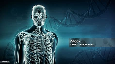 Dna 가닥과 인체와 골격의 엑스레이는 파란색 배경에 복사 공간이 있는 3d 렌더링 그림입니다 해부학 의학 의학 및 유전 연구