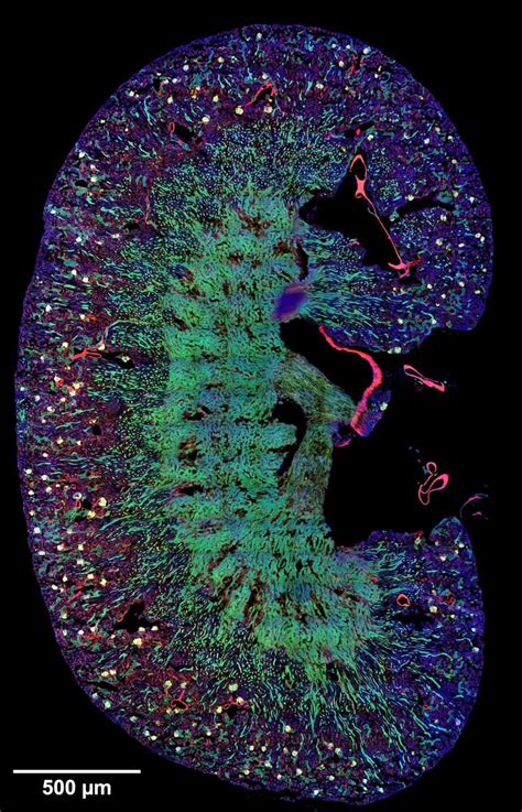 Photo Gallery Quantitative Light Microscopy Core Facility Ut Southwestern Dallas Texas