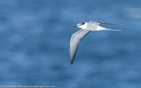 Tern Spectacled Onychoprion Lunatus In Flight Easter Island Rapa