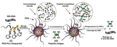 Peptide Crosslinked Micelle Design And Synthesis Step 1 Download Scientific Diagram
