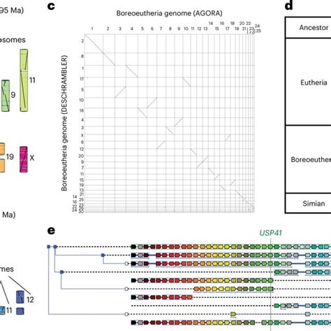 Agora Ancestral Genome Reconstructions Compared To Extant Genomes And Download Scientific