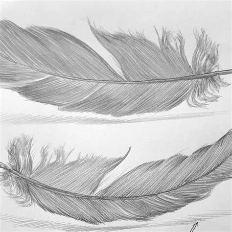How To Draw Feathers Step By Step Guide