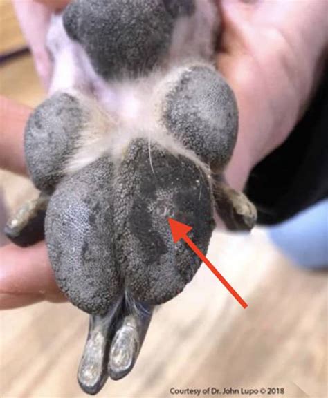 8 Types Of Bumps Blisters Or Sores On Dogs Toes Pictures