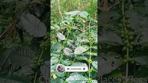 అరకు కాఫి Youtube