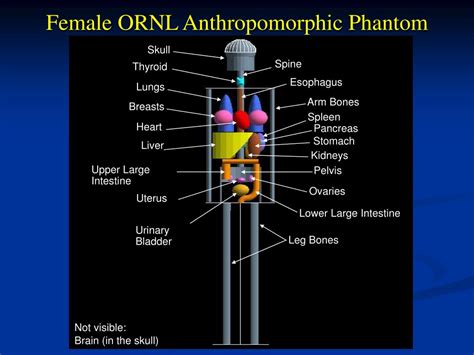 Ppt Anthropomorphic Phantoms Analytical And Voxel Models Status And Perspectives Powerpoint
