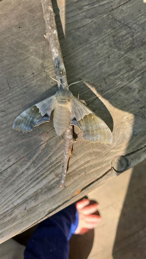 I Found This Huge Modest Sphinx Moth And I Want To Know If They Are
