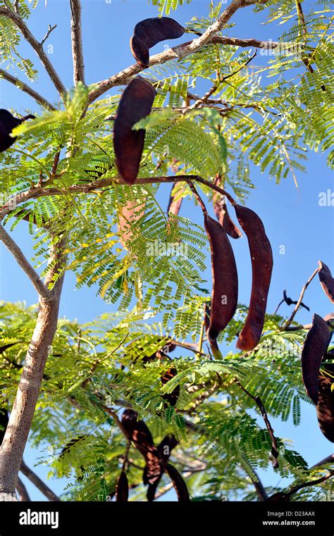 Tree Identification Seed Pod