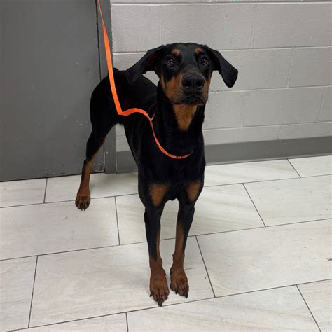 Kurth Tagged By Rescue Intake Date 592025 Idname Kmas A 139289