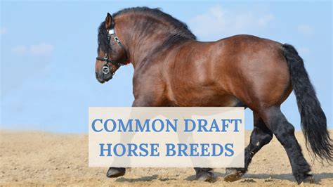 Draft Horse Creator