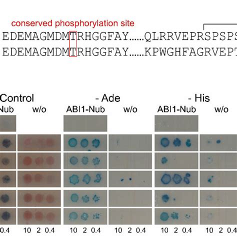 C Terminal Deletions Do Not Inhibit Abi1amt Interactions A Sequence