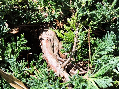 Juniperus Horizontalis ‘wiltonii Purdue Arboretum Explorer