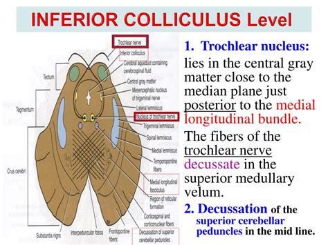 Ppt Brainstem 3 Powerpoint Presentation Free Download Id 2114269