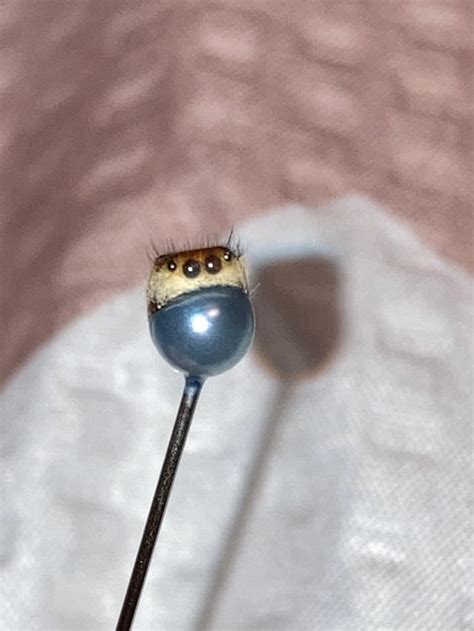 Call Me Weird But Heres Pennys Tiny Helmet On A Pin Head She Pushed