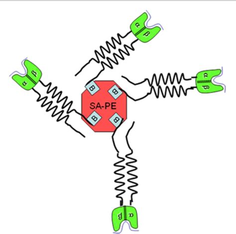 Figure 4 From Visualizing Antigen Specific Cd4 T Cells Using Mhc Class