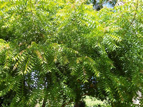 Neem Wallpapers Wallpaper Cave