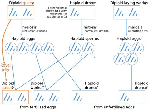 ذكر النحل Drone Bee المعرفة