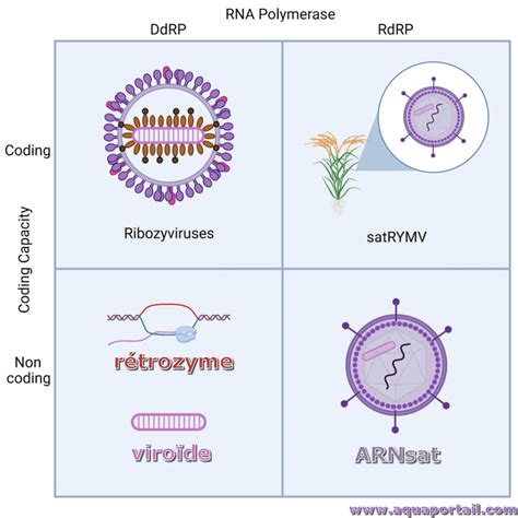 Viroïde Définition Et Explications
