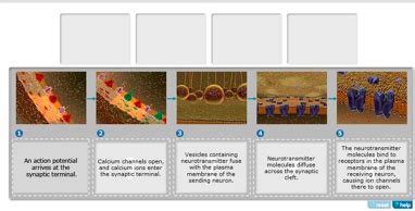 Ch Neural Tissue Pt Flashcards Quizlet