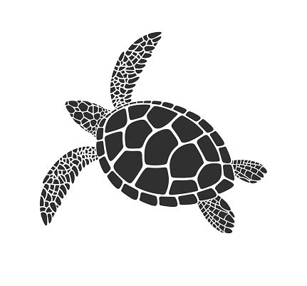 Sea Turtle Isolated Turtle On White Background Reptile Stock