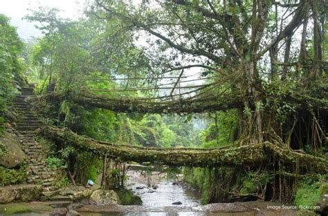 Living Root Bridges Of Meghalaya Discover The Resilient Products Of Natures Ingenuity Treebo