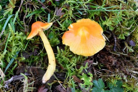 Newly Added Photos To The Gallery Northern Ireland Fungus Group