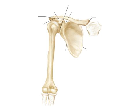 Blank Appendicular Skeleton