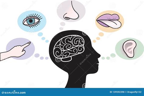 Five Senses And Human Brain Illustration Stock Vector Illustration Of