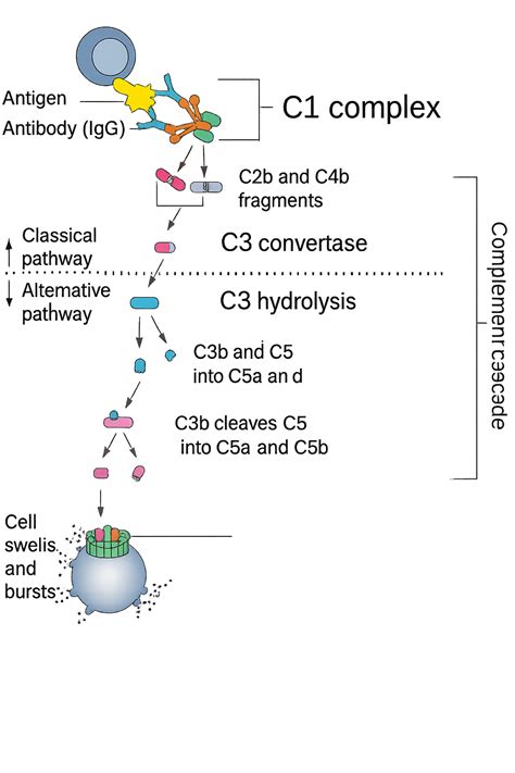 U0102021 Complement System2