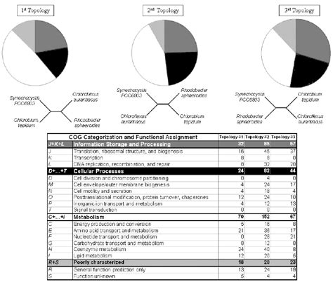 Cog Analysis Of Genes Of The Whole Genome Analysis Download