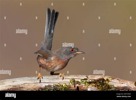 Dartford Warbler Sylvia Undata Curruca Undata Male Perching On A Dead Tree Trunk Italy