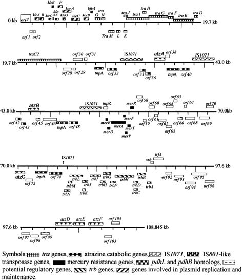 Linear Map Showing Graphical Representation Of Orfs Present On The