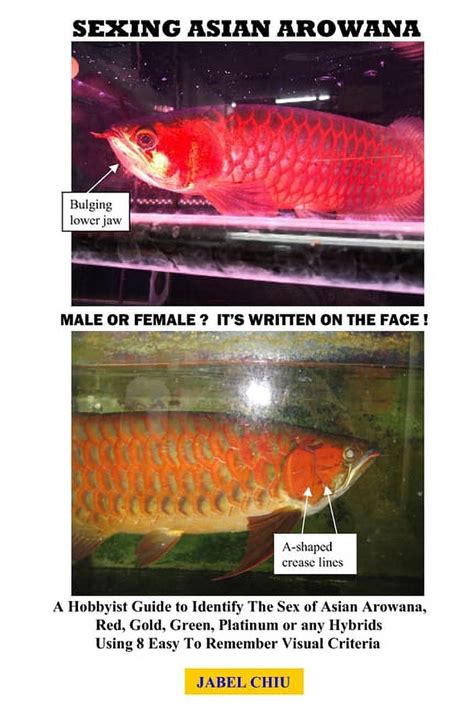 Asian Arowana