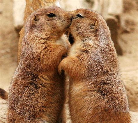 Elizabeth Devitt Archives Conservation News