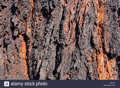 The Unusually Deep Furrowed Black Bark Of The Eucalyptus Sideroxylon Or Red Ironbark Tree A