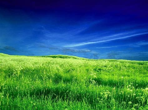 Grassy Field Hd