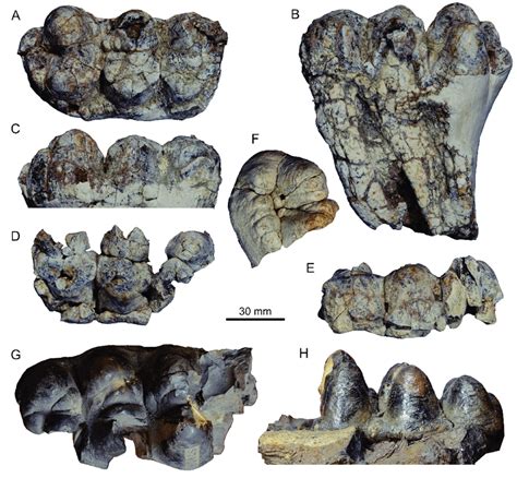 Early Shanwangian Proboscideans From The West And East Part Of Northern