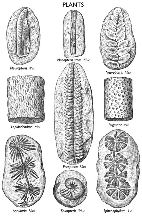 300 Million Year Old Fossil Plant Remains Of Fast Growing Ferns And