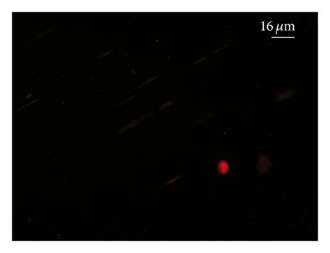 Viability Test Fluorescence Microscopy Images Relative To Ht1080 Cells Download Scientific