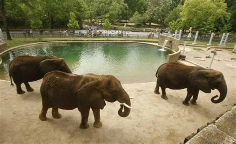 Memphis Zoo Memphis Tennessee United States Attractions