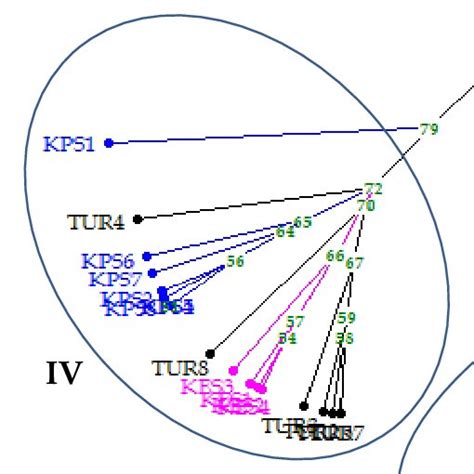 Unrooted Tree Using Unweighted Pair Group Method Of Arithmetic Averages Download Scientific