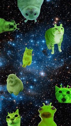 Cat Meme Wallpapers 4k