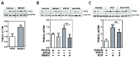 Phb2 Protein Levels Were Regulated By A Pop Inhibitor Ipr19 In The