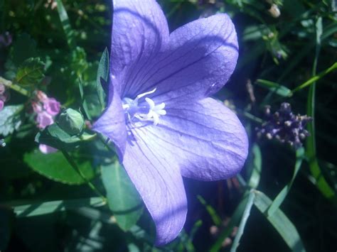 Platycodon Grandiflorus Astra Double Blue Ewas Blomsterparadis