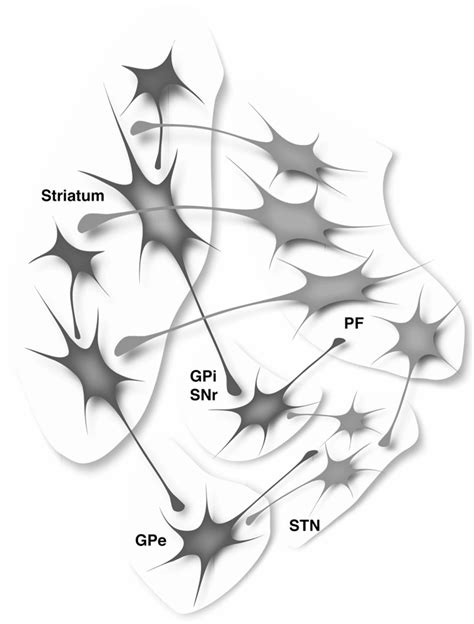 Flow Chart Illustrating The Main Pathways Supporting The Thalamic