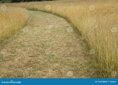 Wide Curved Yellow Grass Pathway Close Stock Image Image Of Close