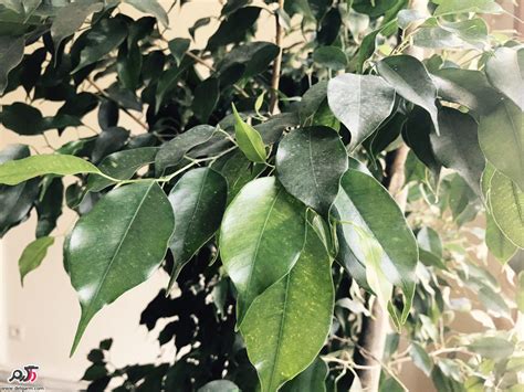 شرایط نگهداری و مراقبت از گل بنجامین