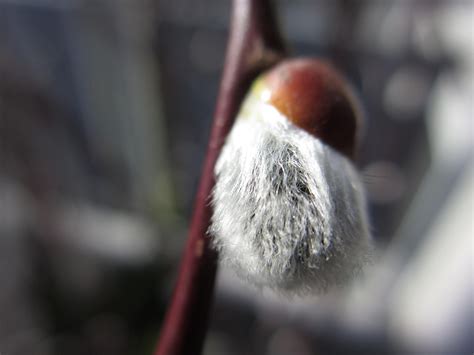 Spring Willow Catkins Free Photo On Pixabay Pixabay